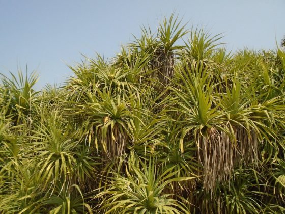 தாழை மரம் – Pungudutivu.today